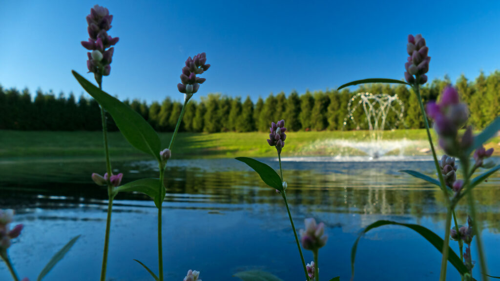 Fusion Lily Twisting – World Leading Manufacturer of Fountains and ...